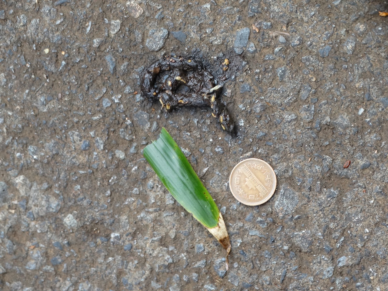 故有事: テン糞の内容物 The contents of marten's droppings