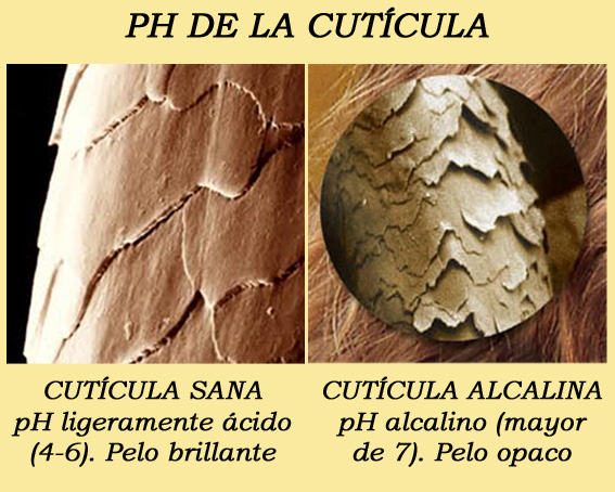 La Cutícula del Cabello ~ HENNA RADICO GUATEMALA