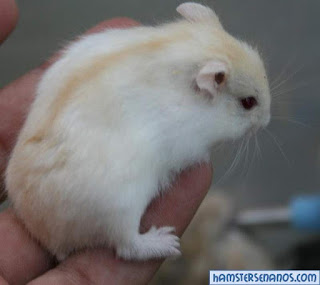 Clube do Hamster: Todas as Cores de Hamster Anão Russo