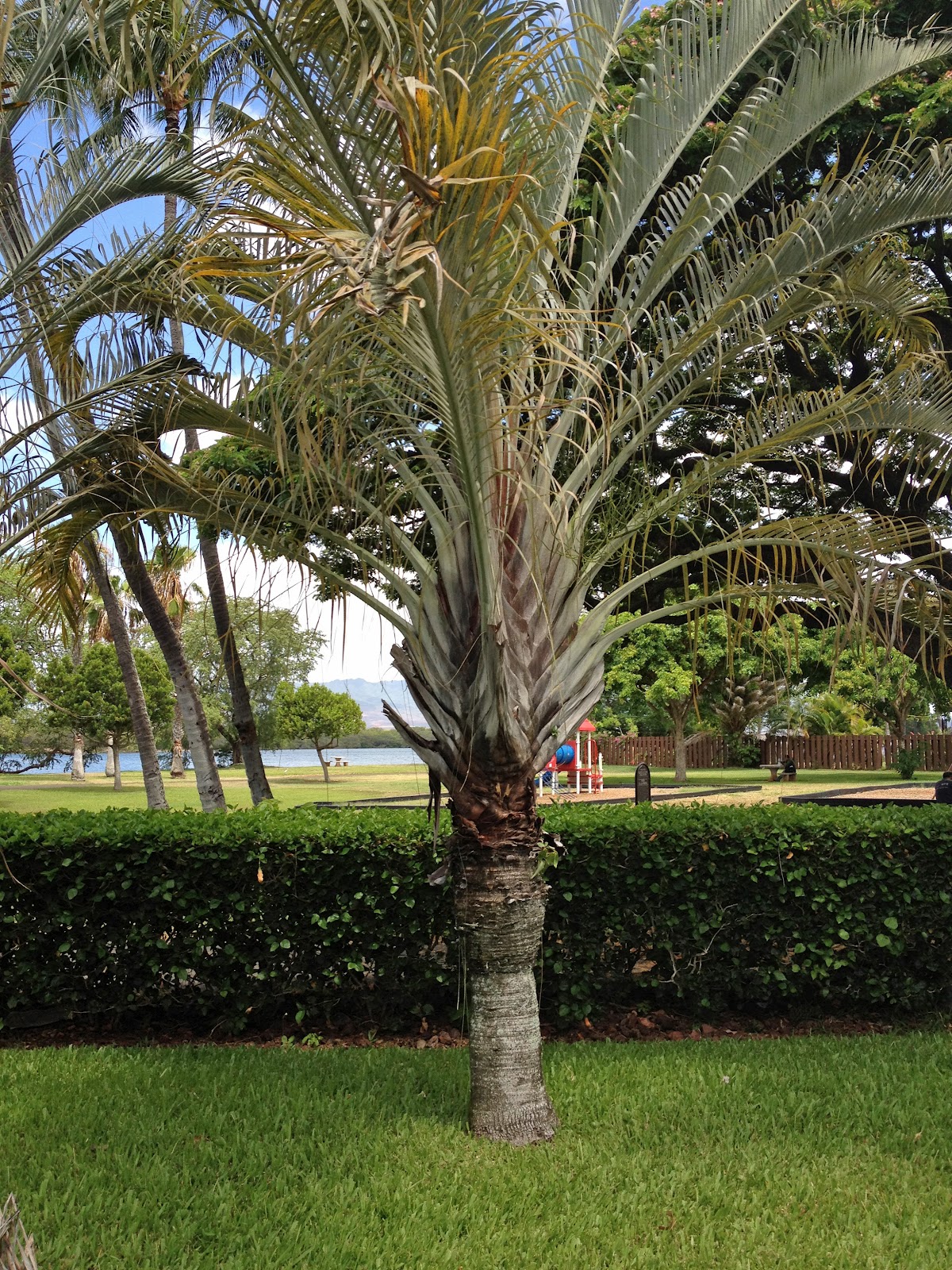 The Walking Hawaiian