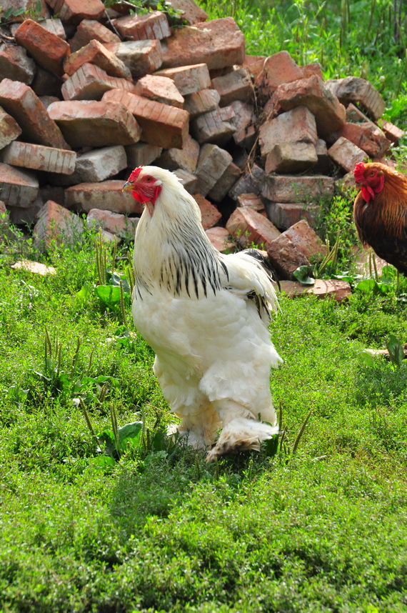 Gaini de Rasa - Calin 0727.741.705: BRAHMA HERMINAT (DESCHIS)