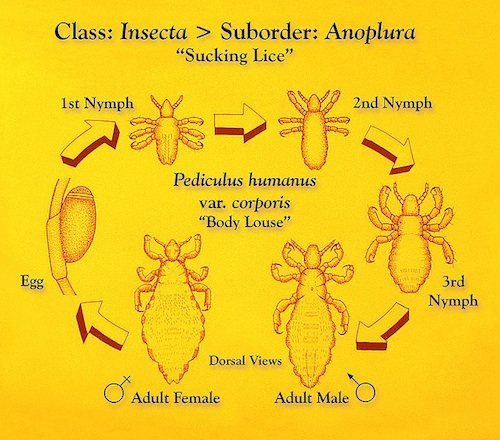 Head Lice Signs And Symptoms Health Topica