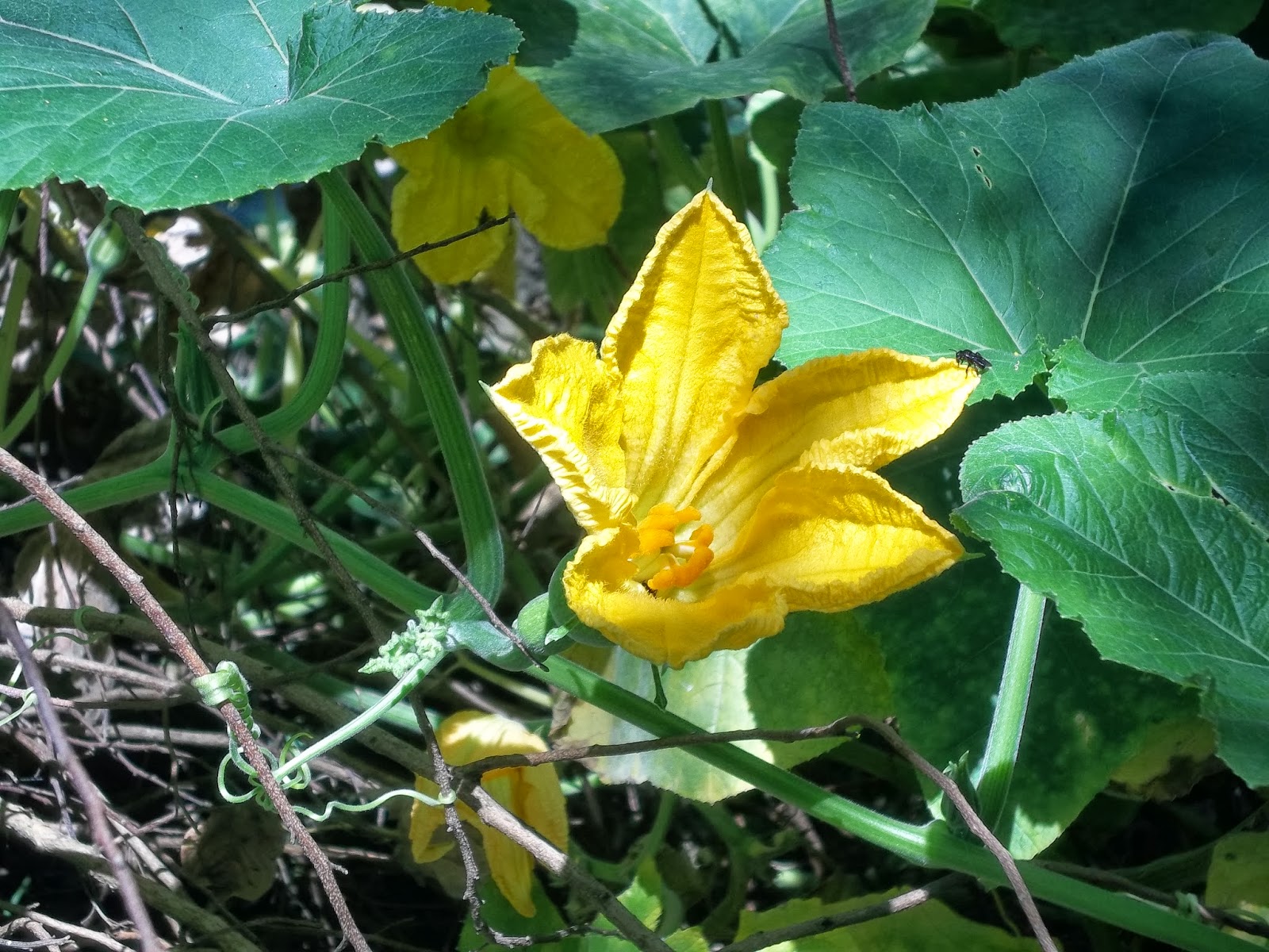 ¡ROHAYHU PARAGUAY!: Flora del Paraguay I