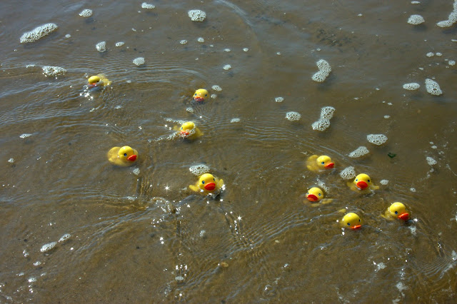 Pushka's Marbles: Rubber Ducks and Shells