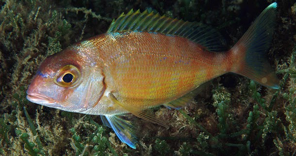 No Mar Profundo: Peixes Pargo 01