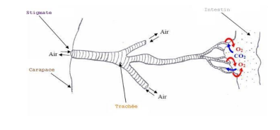 Système trachéen et respiration chez les insectes