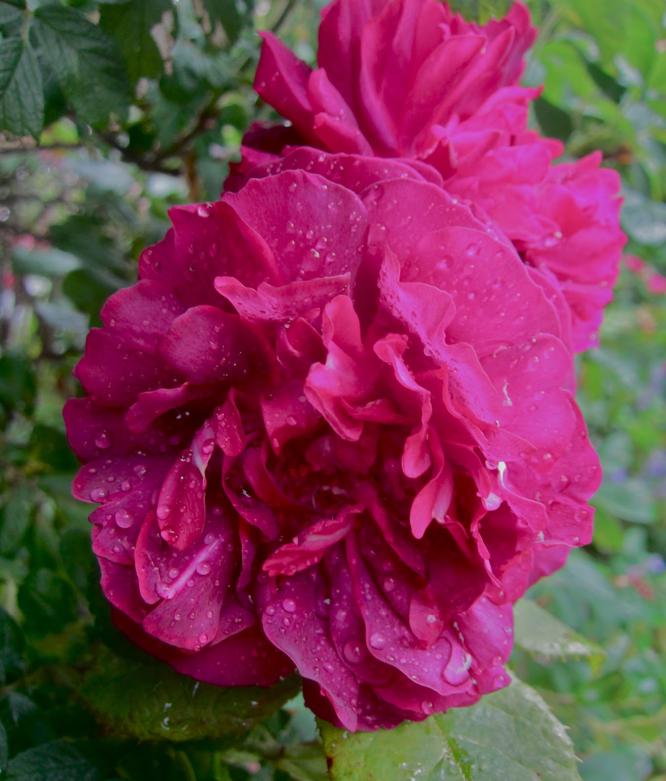 I never promised you a rose garden - Mina rosor : Rose de Rescht