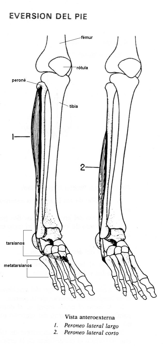 A MOVERSE !!: EVERSIÓN DEL PIE