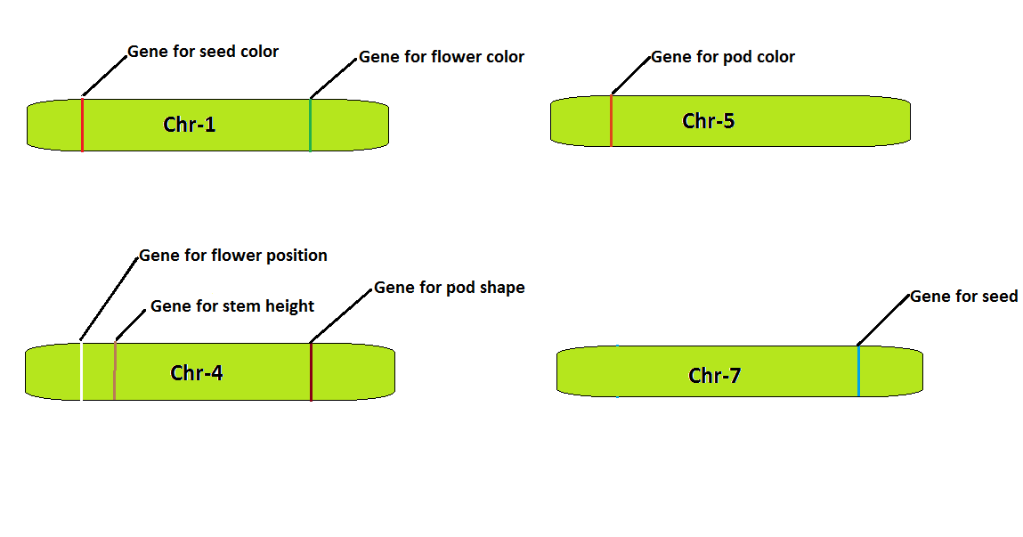 Biology notes for class 11 and class 12
