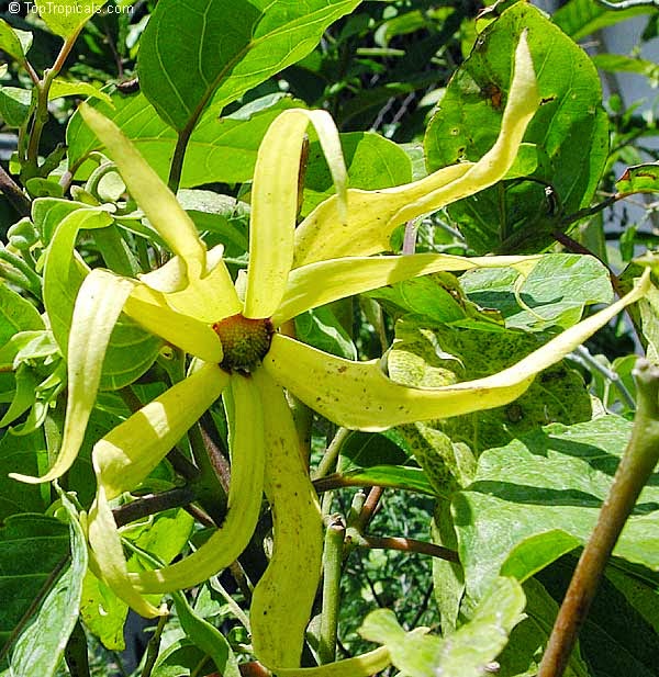 2 Jenis Bunga Kenanga