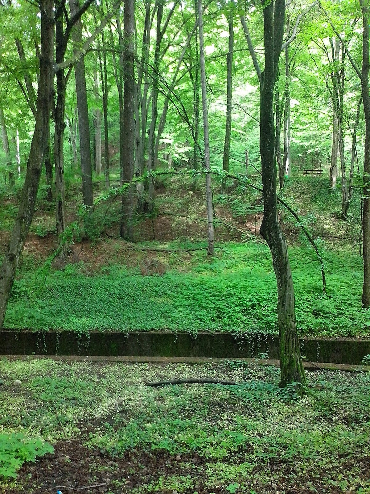 Calatoriile Mariei: O scurta calatorie prin Padurea Trivale, dupa Paste