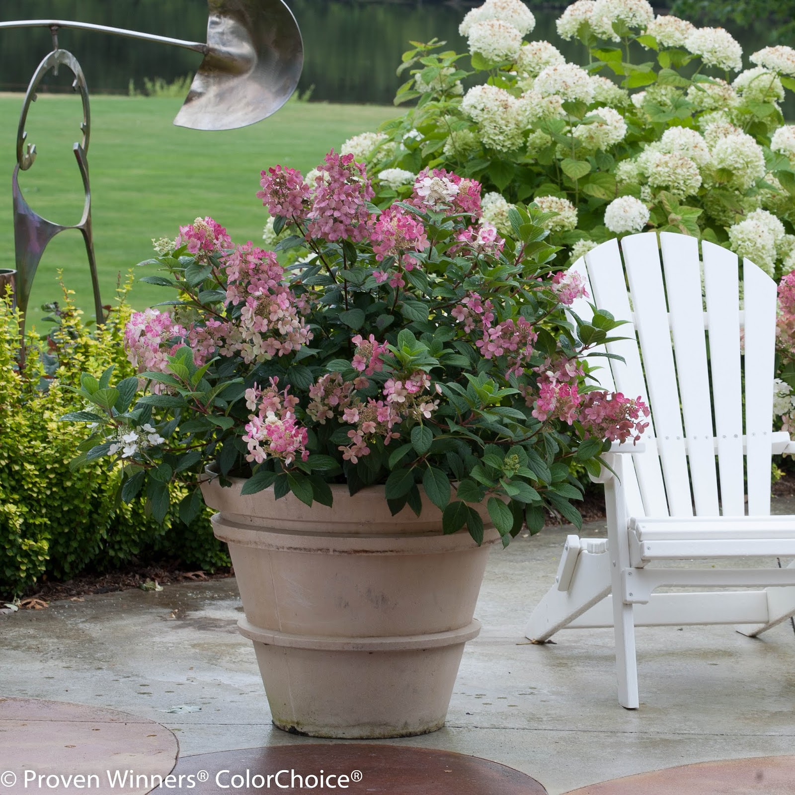 The Wonderful Little Quick Fire® Panicle Hydrangea