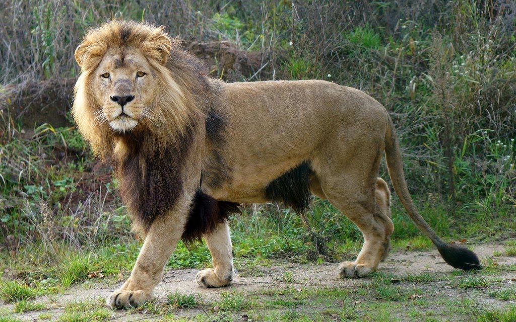 Lew afrykański- Król zwierząt👑