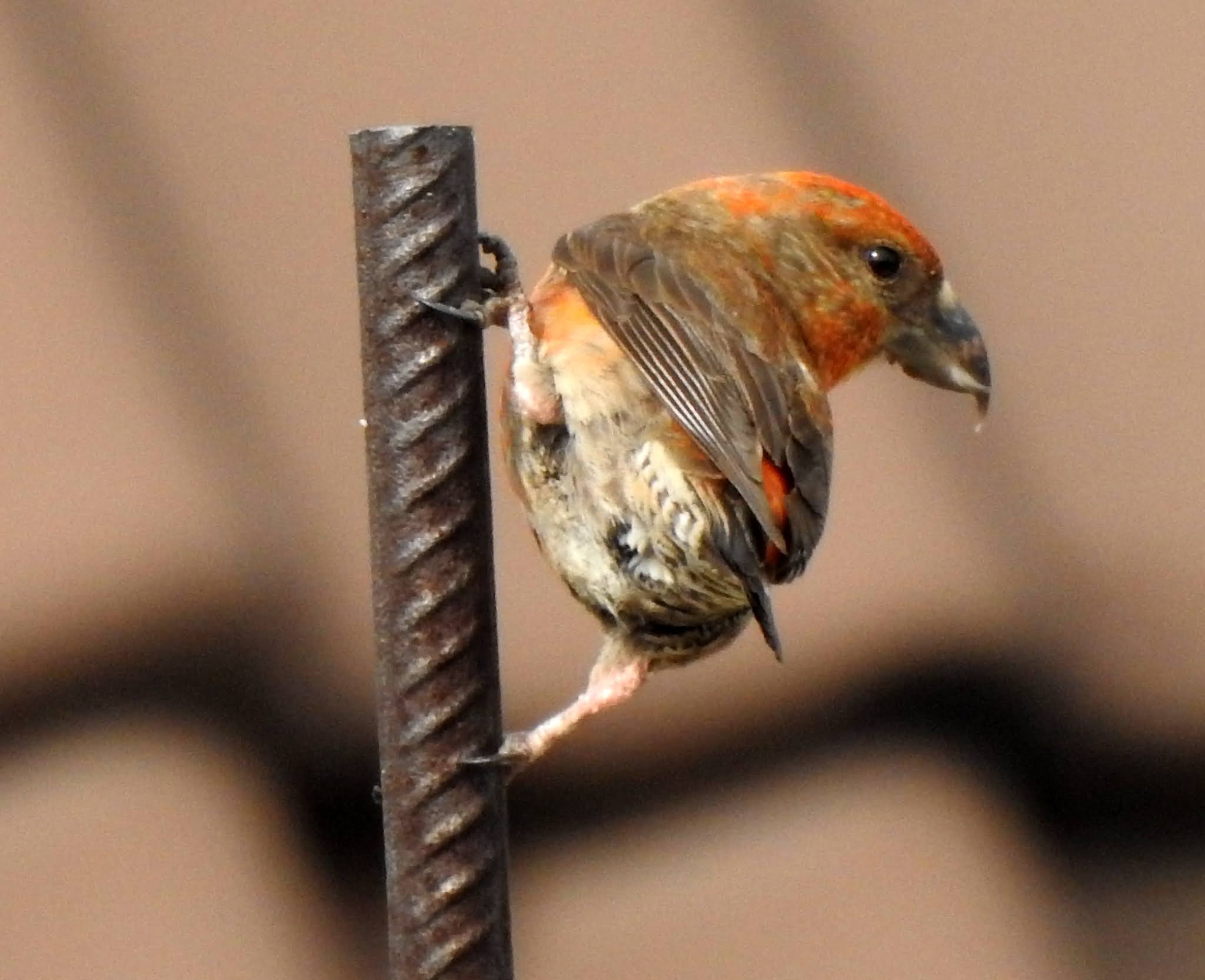 PASARI DIN ROMANIA: FORFECUTA (1), Loxia curvirostra