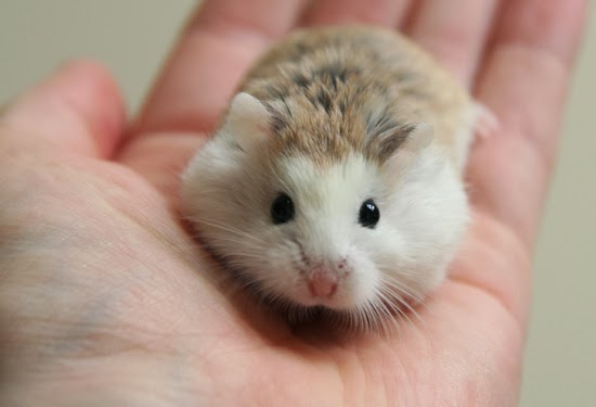 Roborovski hamster, Breeding Roborovski hamster part 2 - veterinary online