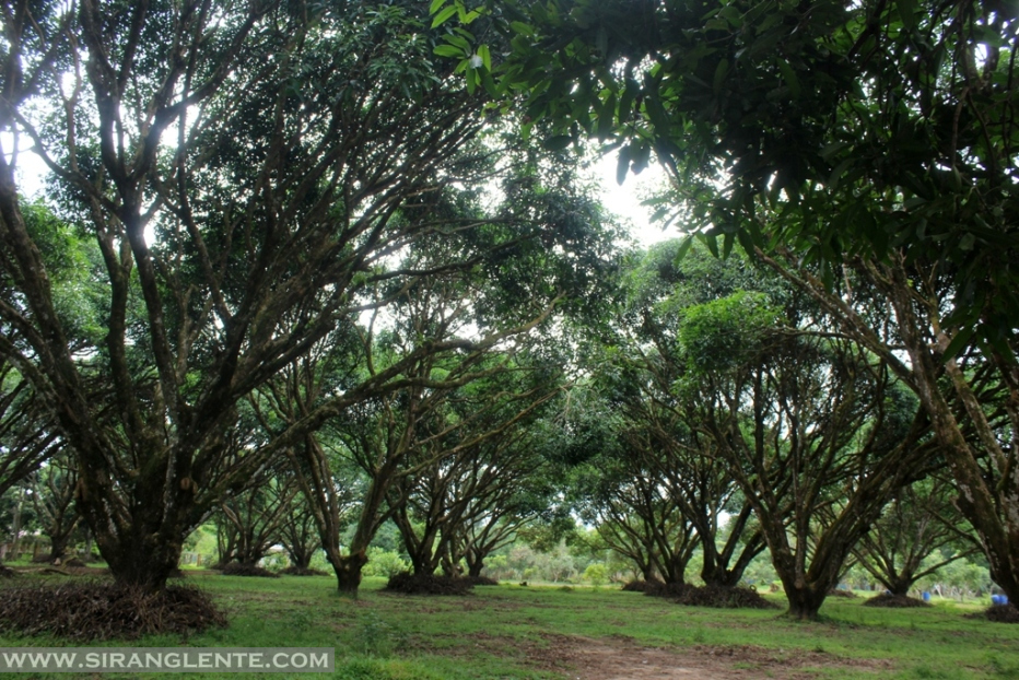 SIRANG LENTE: GUIMARAS: TOURIST SPOTS + 2021 TRAVEL GUIDE