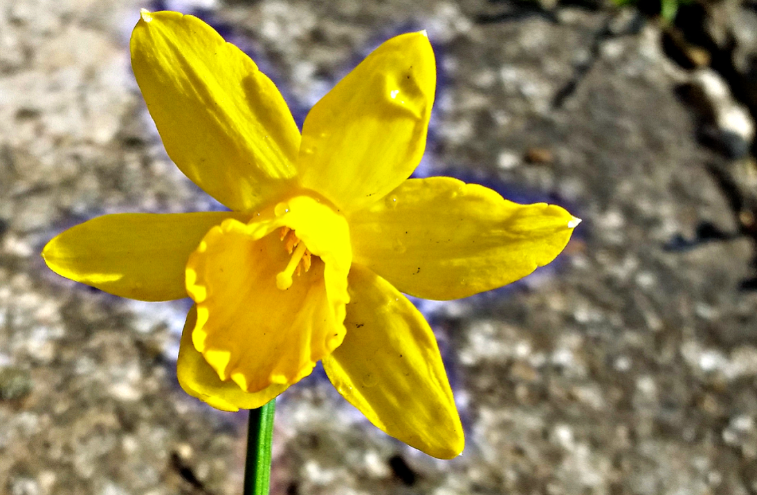 Life As Kim: Daffodils in the garden. #MySundayPhoto