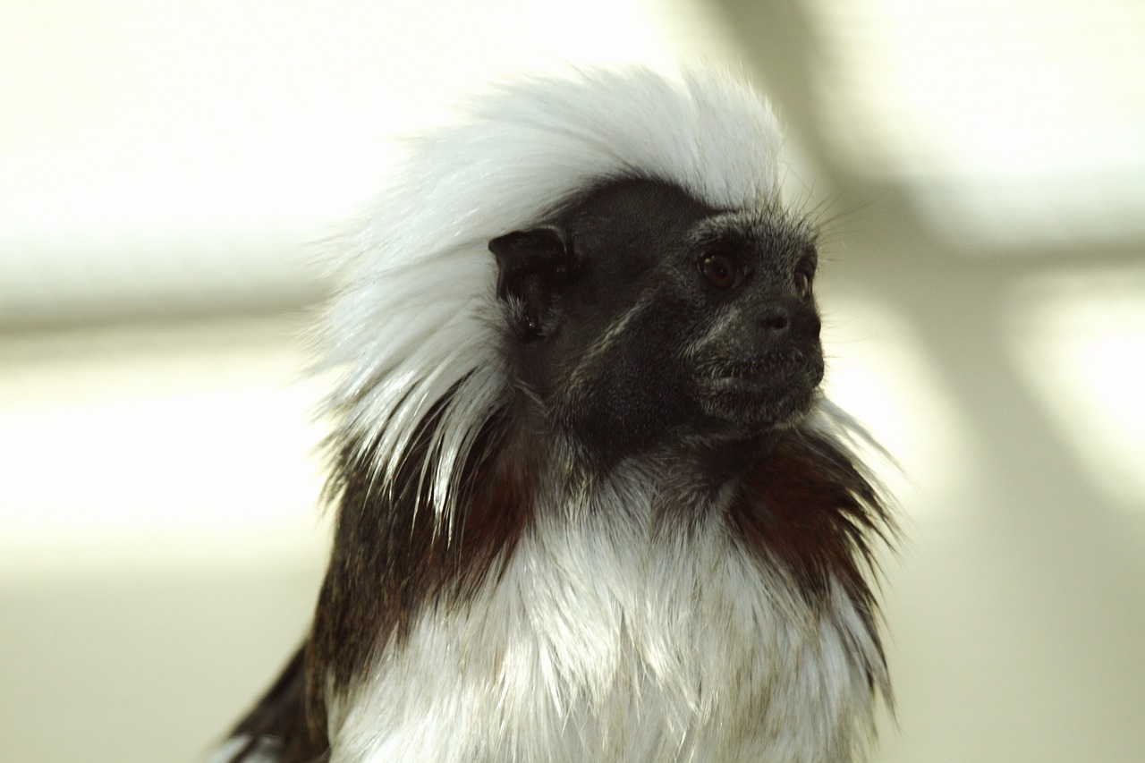 Animal Images: Cottontop Tamarin Images Collection