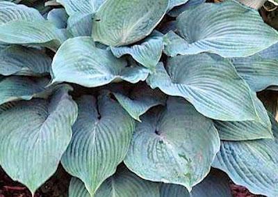 A GUIDE TO NORTHEASTERN GARDENING: June 2012