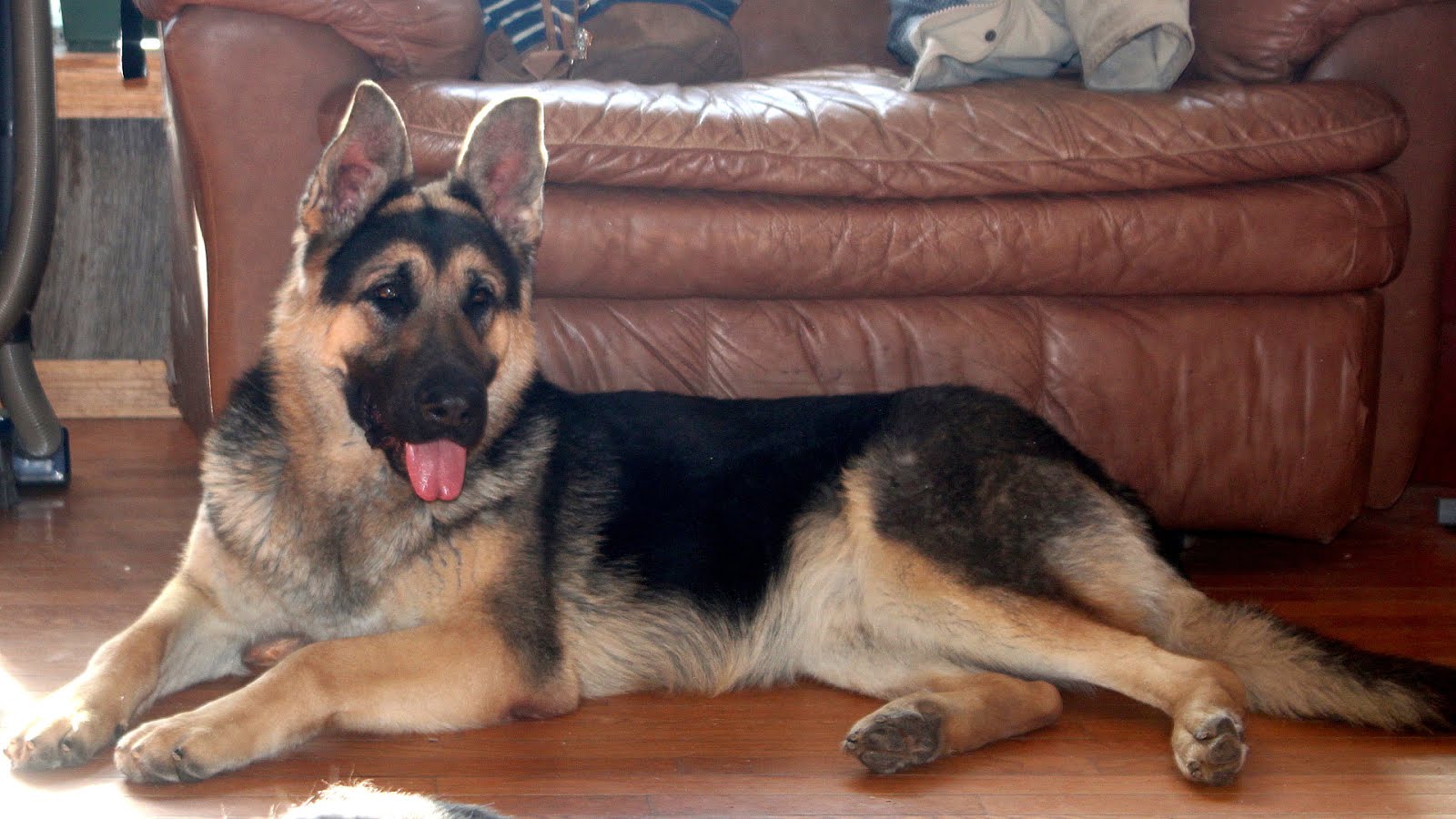 How To Get A German Shepherd German Choices how-to-get-a-german-shepherd-german-choices