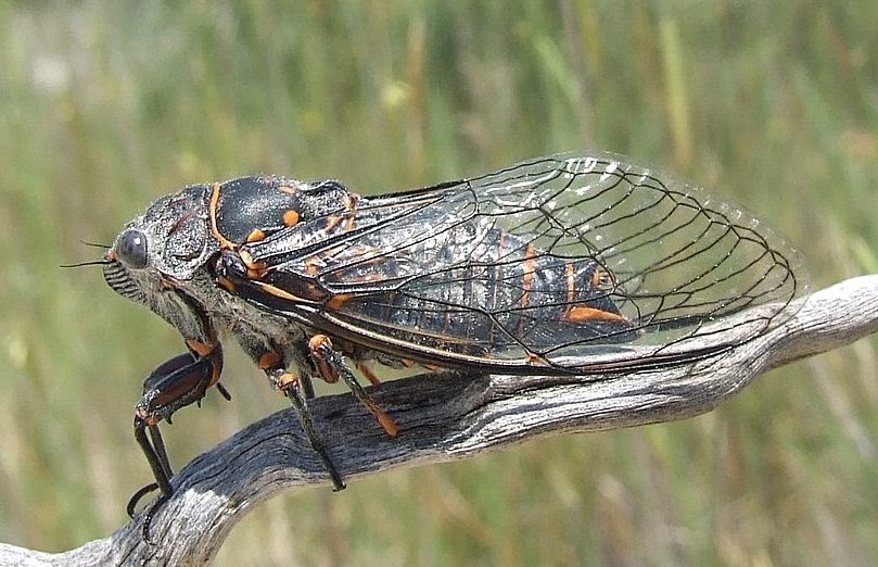 El origen del Coyuyo