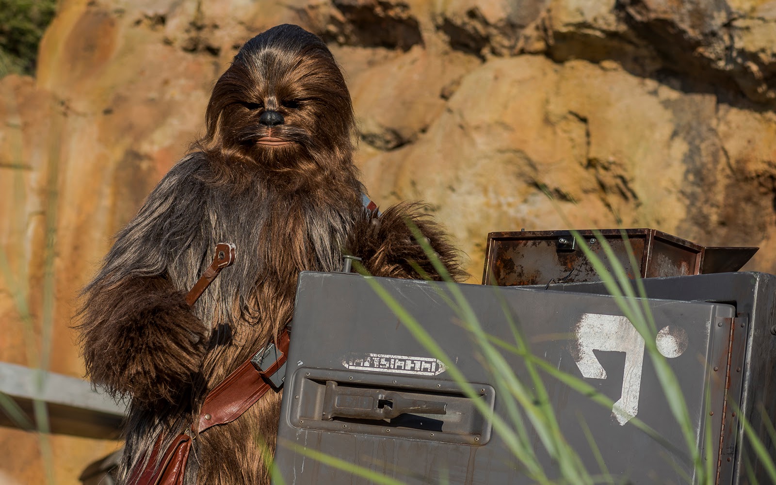 Chewie on Batuu