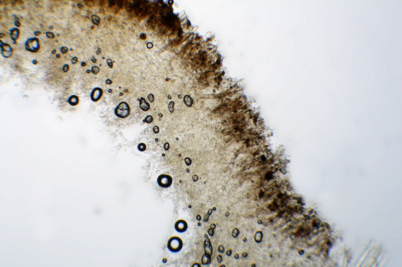 Morchella Under Microscope