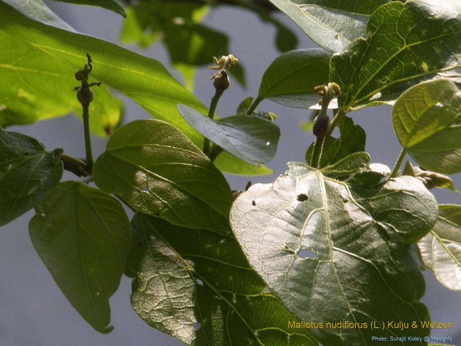 Medicinal Plants: Trewia nudiflora Mallotus nudiflorus pindar Nay Kumil