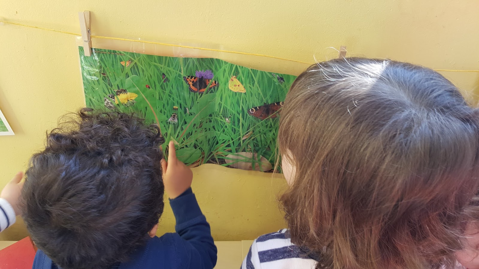 Proyecto los insectos