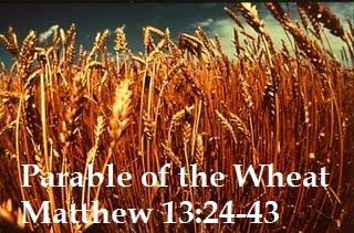 Sunday Gospel July 17- Parable of the Wheat | Life Moto