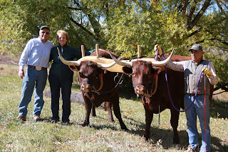Restless native: Rare oxen pull living history down the trail