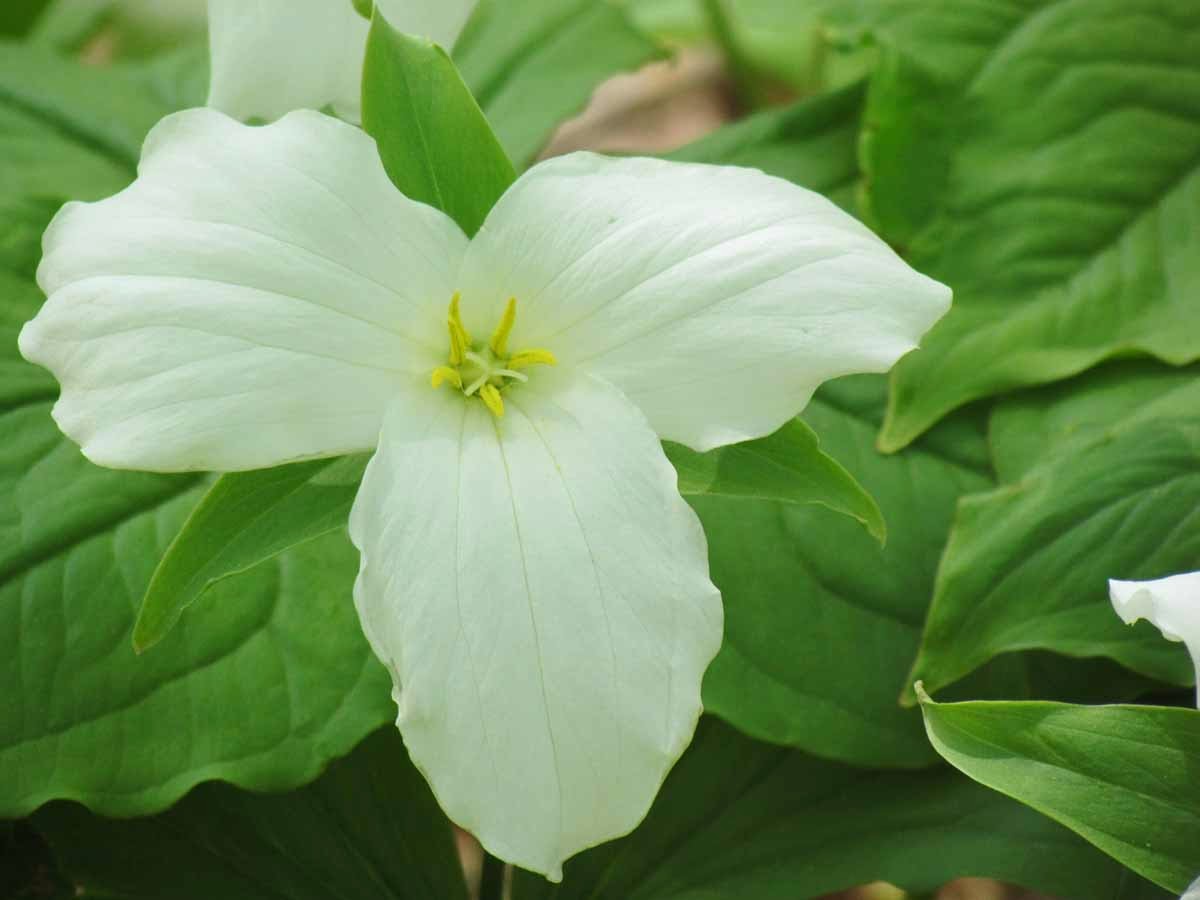 The Agatelady: Adventures and Events: Unusual Trilliums and More