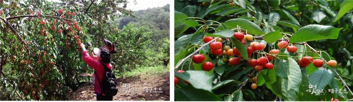 Korean Farming Experiences, Experience Daegu Farming