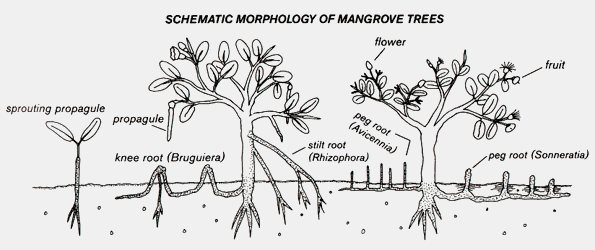 Mangrove Tree Diagram