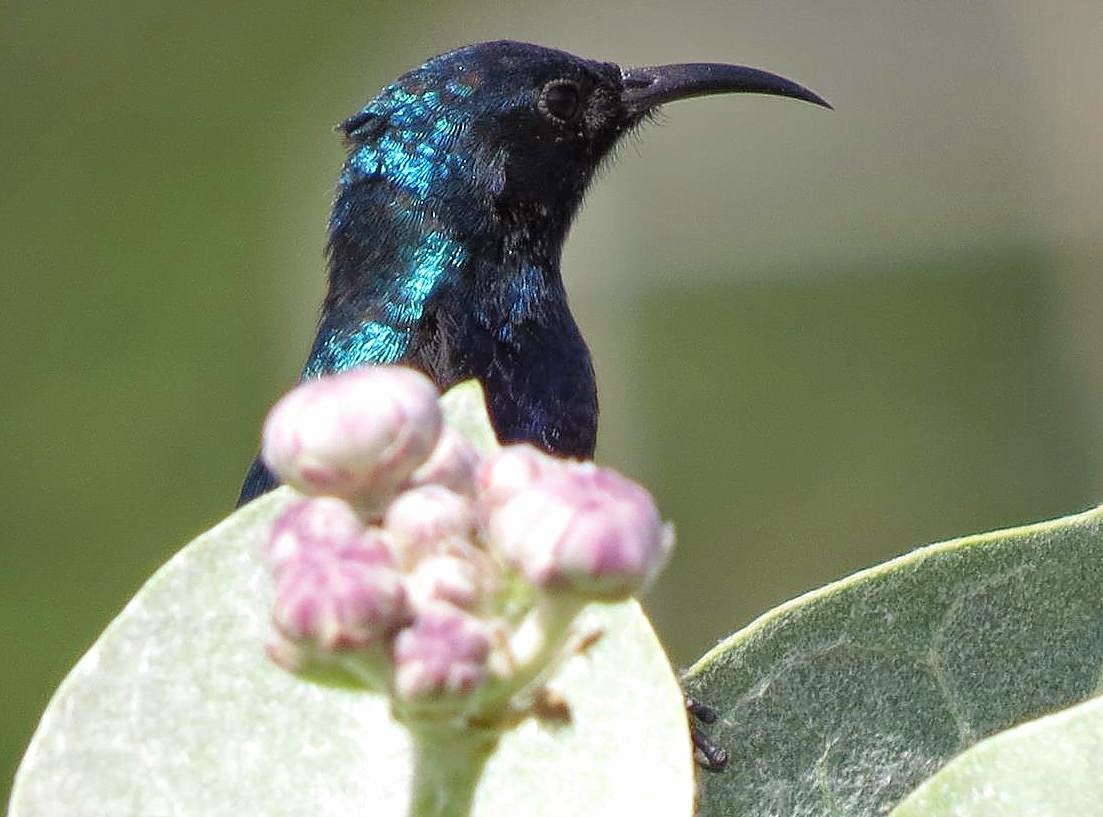 Birding for a Lark: Palestine sunbird and more at Tawi Atair