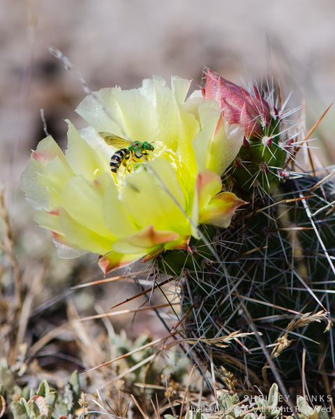 Prairie Wildflowers: Prickly Pear Cactus flowers in Grasslands National ...