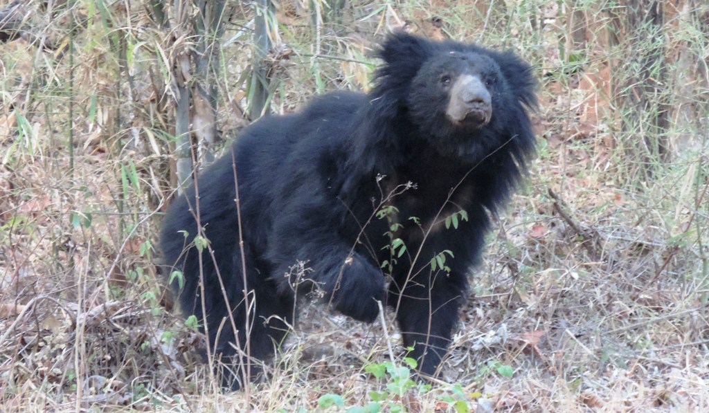 Just About Everything: Sloth Bear sighted at Tadoba National Park ...