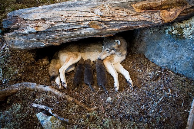 White Wolf : Scandinavian Wolves : A unique experience deep in the ...