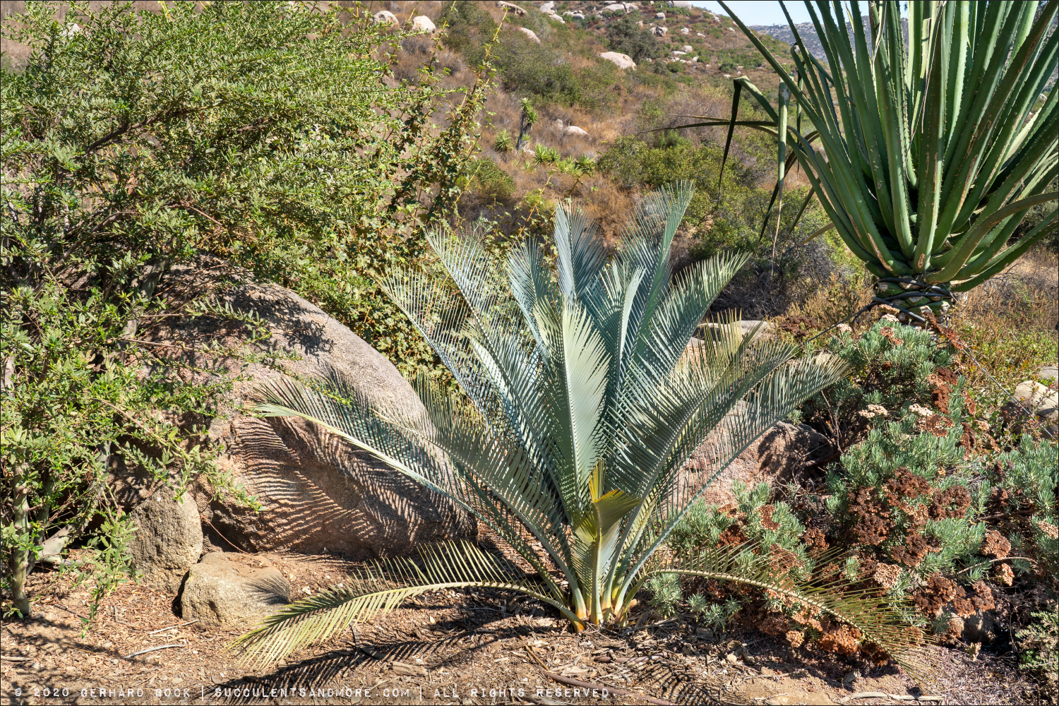 Jeremy Spath's Hidden Agave Ranch: the grounds