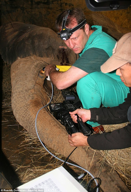 White Wolf : Dentist travels around the world to fix Animals' teeth ...