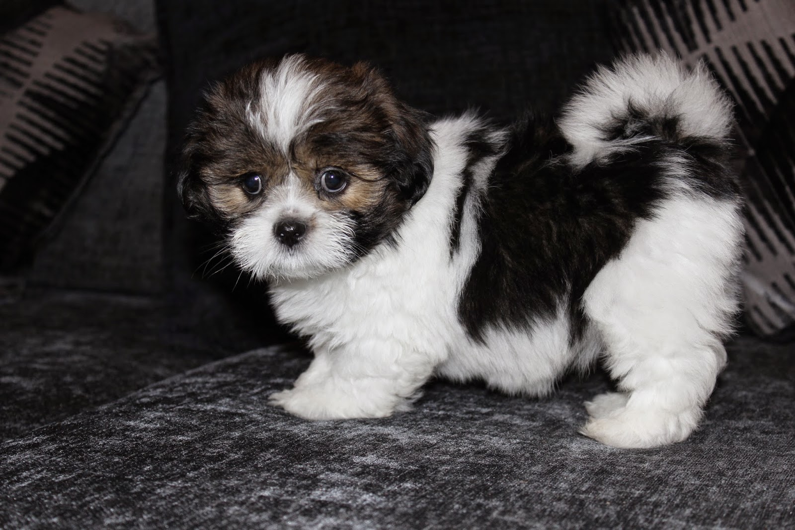 Lhasa Apso - Penny's Pups from birth to new homes: DEPARTING PUPPIES ...