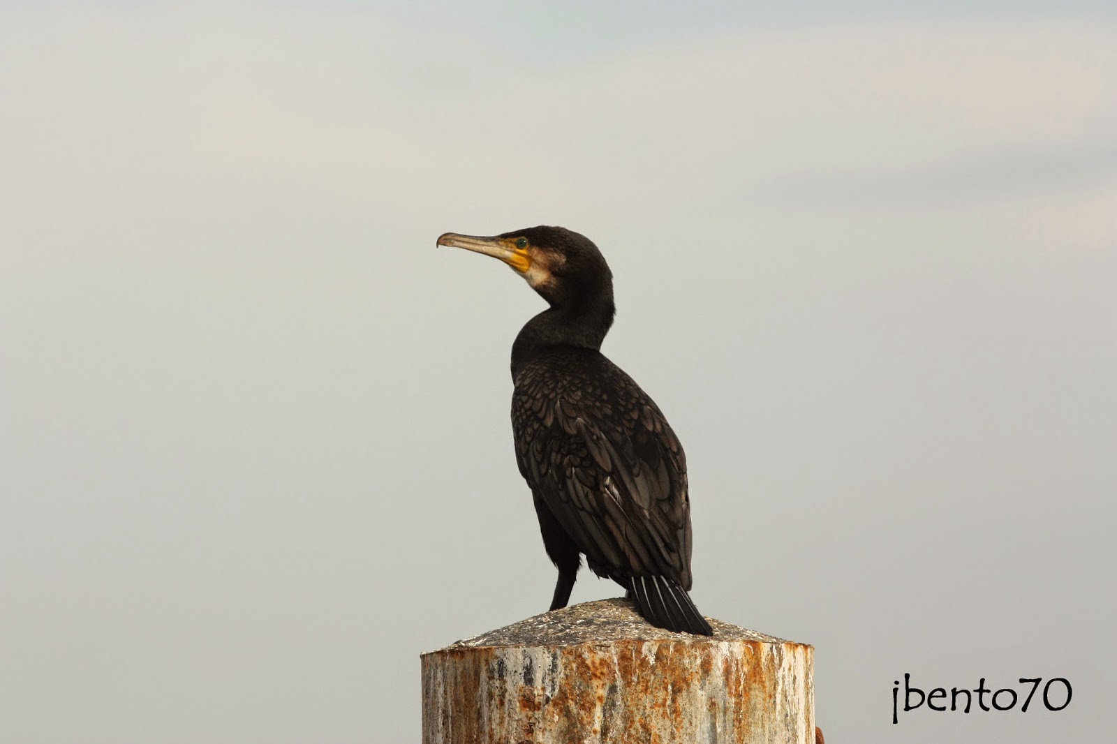 Birding Cascais: Corvo-marinho-comum /Great Cormorant (Phalacrocorax ...