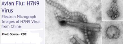 Avian Flu Diary: Hong Kong Notification: Fatal H7N9 Case In Guangdong ...
