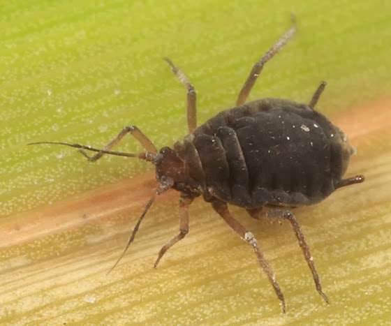 Records d'insectes: L'insecte ayant le plus court temps de génération