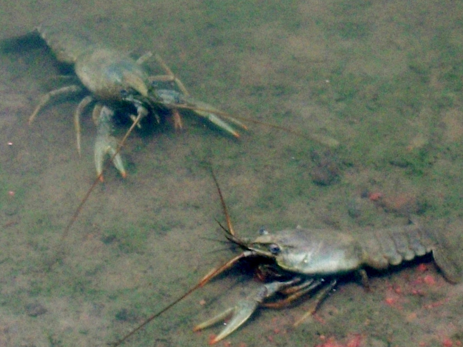 Nana's Garden: Garden, Crawdads and Kids