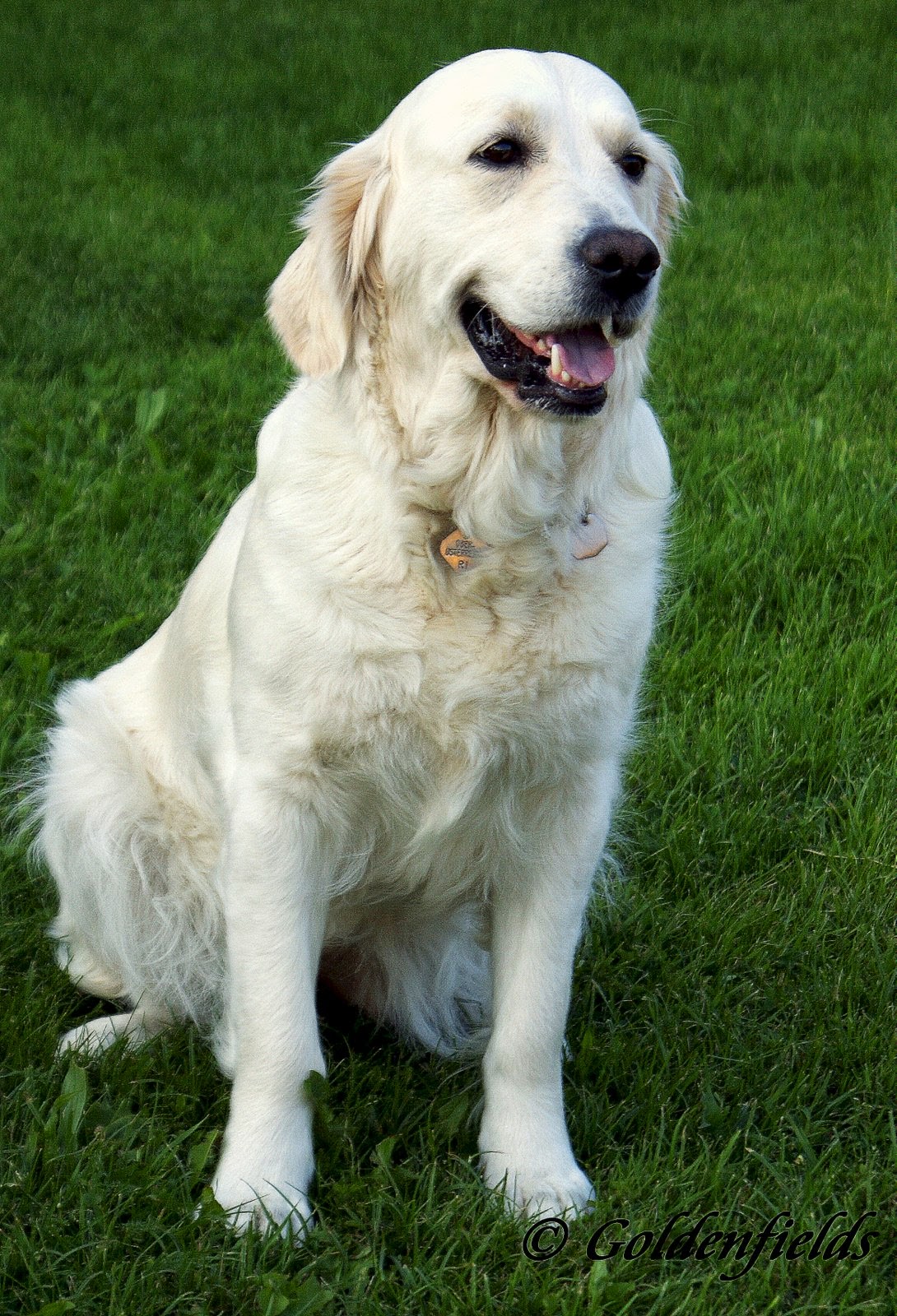 Goldwelpen - Golden Retriever Welpen Familienzucht: Die hübsche ...