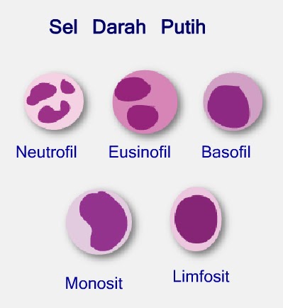 Sistem Imunitas : Pertahanan Tubuh Manusia - EDUBIO