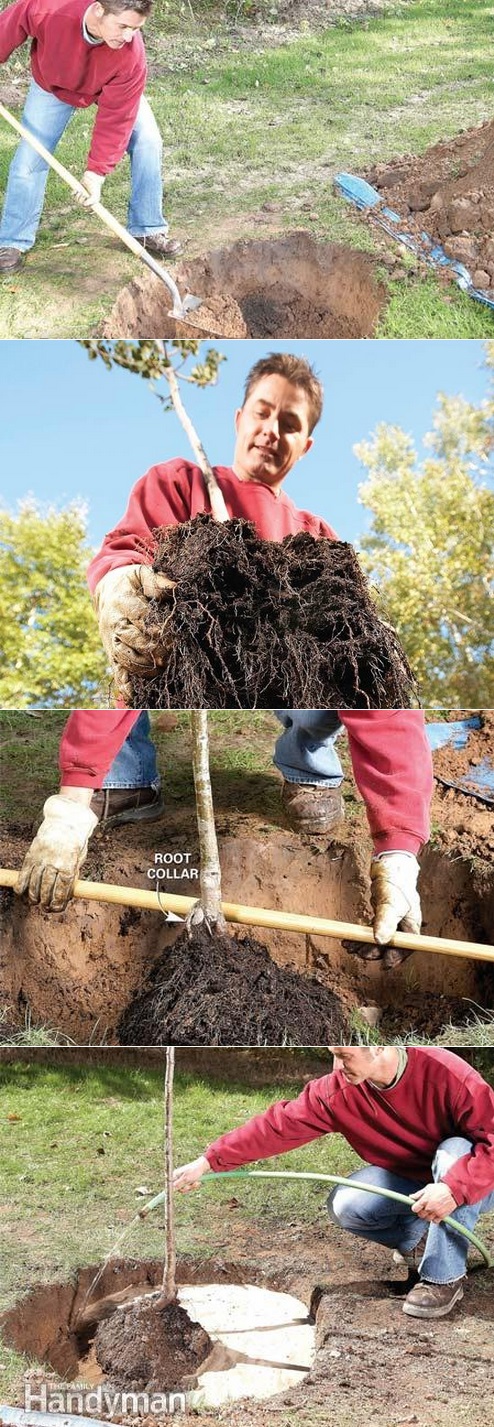 How do you Plant a Tree That Will Thrive