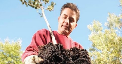 How do you Plant a Tree That Will Thrive