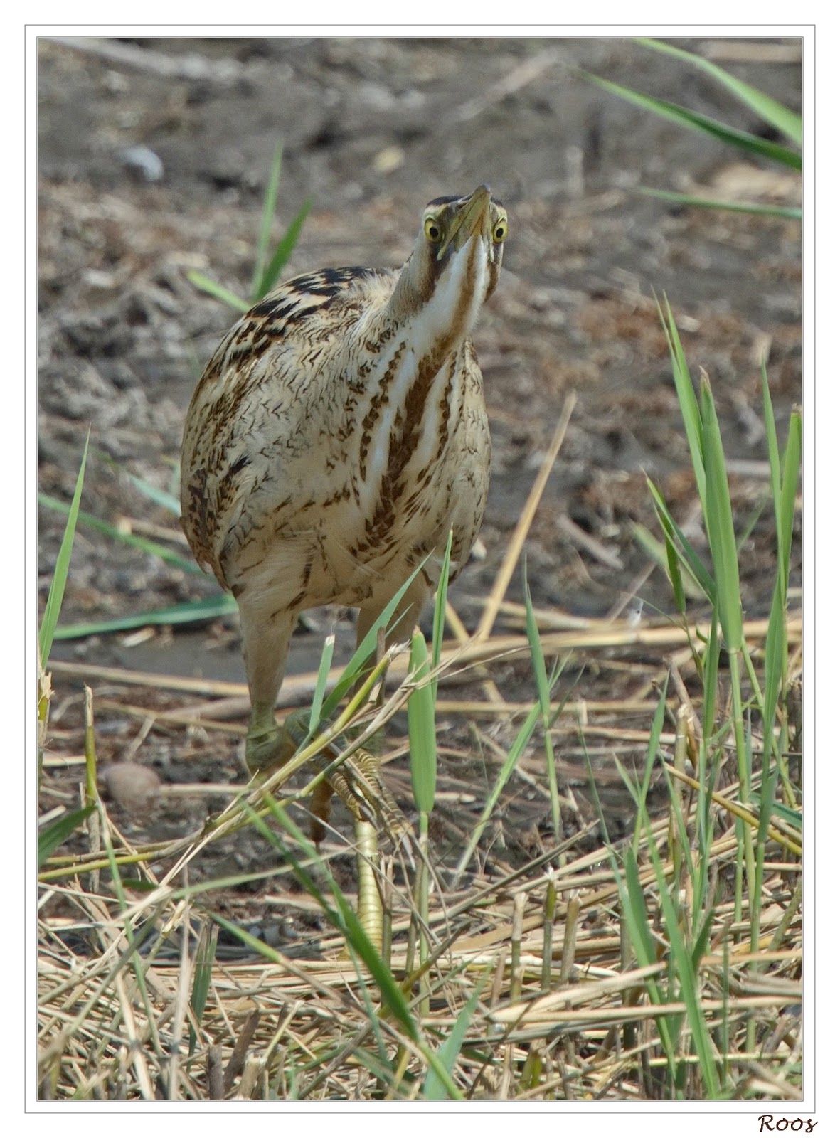 Natuur, cultuur en alles wat boeit ...: Roerdomp, van alle kanten ...